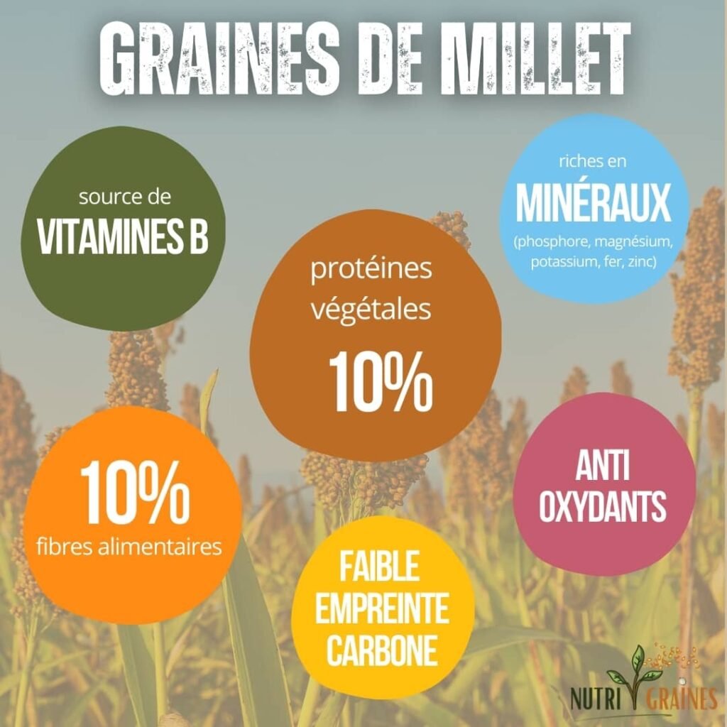 Graines de Millet: Une céréale au grand potentiel nutritionnel