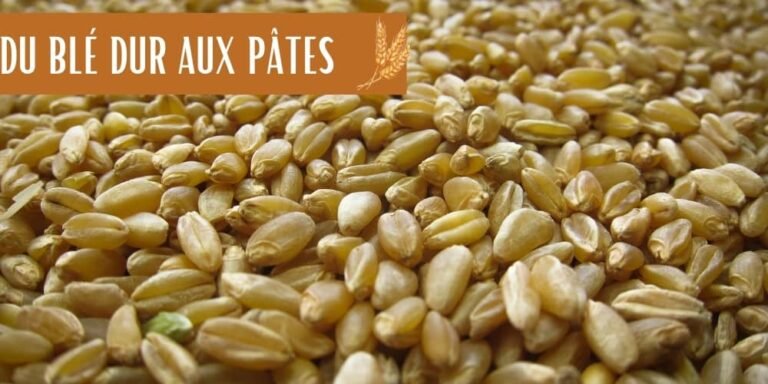 Tous savoir des céréales | Nutri-Graines
