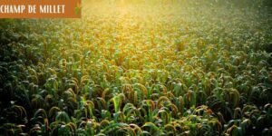 Graines de Millet: Une céréale au grand potentiel nutritionnel