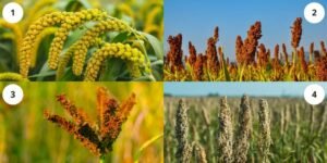 Graines de Millet: Une céréale au grand potentiel nutritionnel