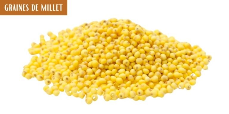Graines de Millet: Une céréale au grand potentiel nutritionnel