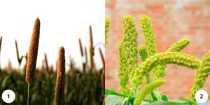 Graines de Millet: Une céréale au grand potentiel nutritionnel