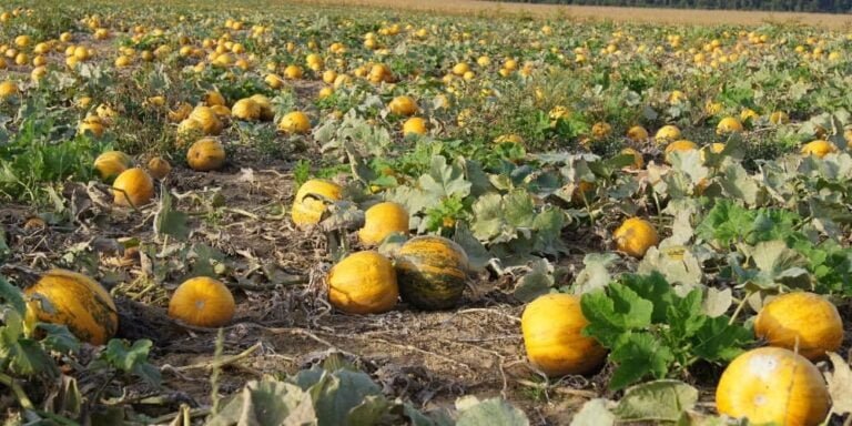 Graines de Courge : De super bienfaits pour votre santé - Nutri-Graines